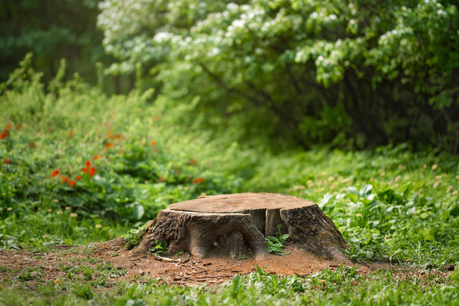 Eager Beaver Stump Removal – Proudly serving Alachua County and ...